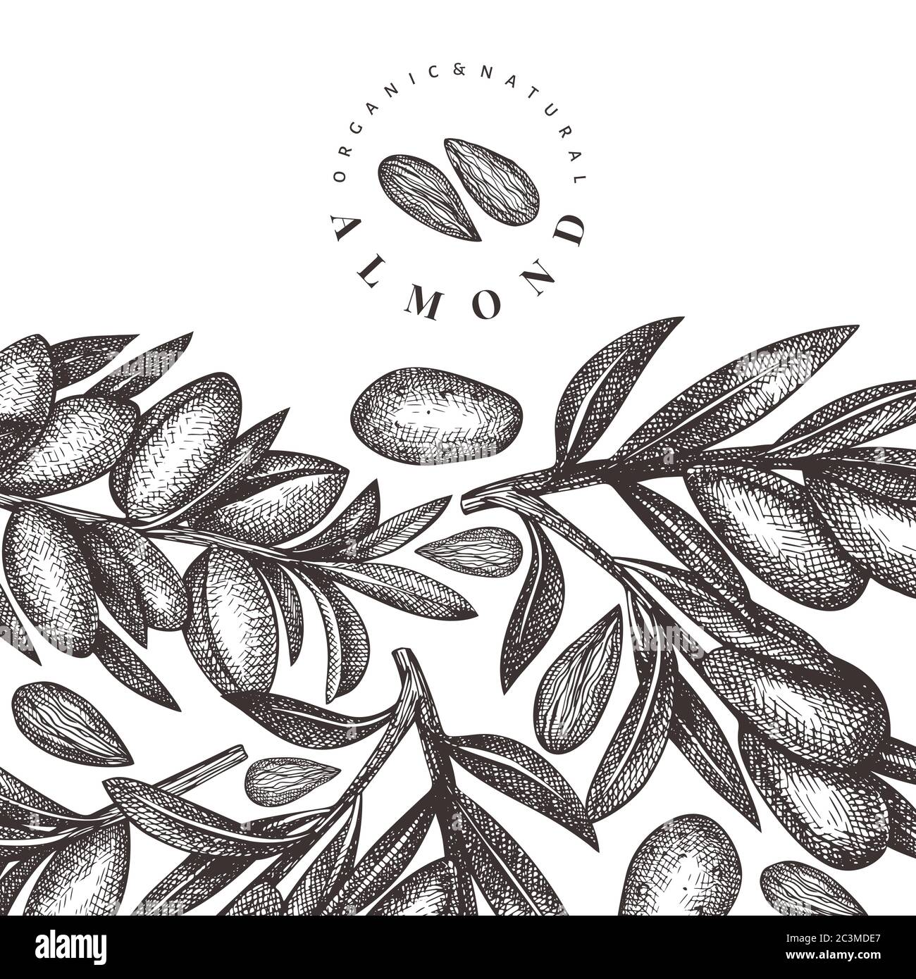 Hand drawn sketch almond design template. Organic food vector ...