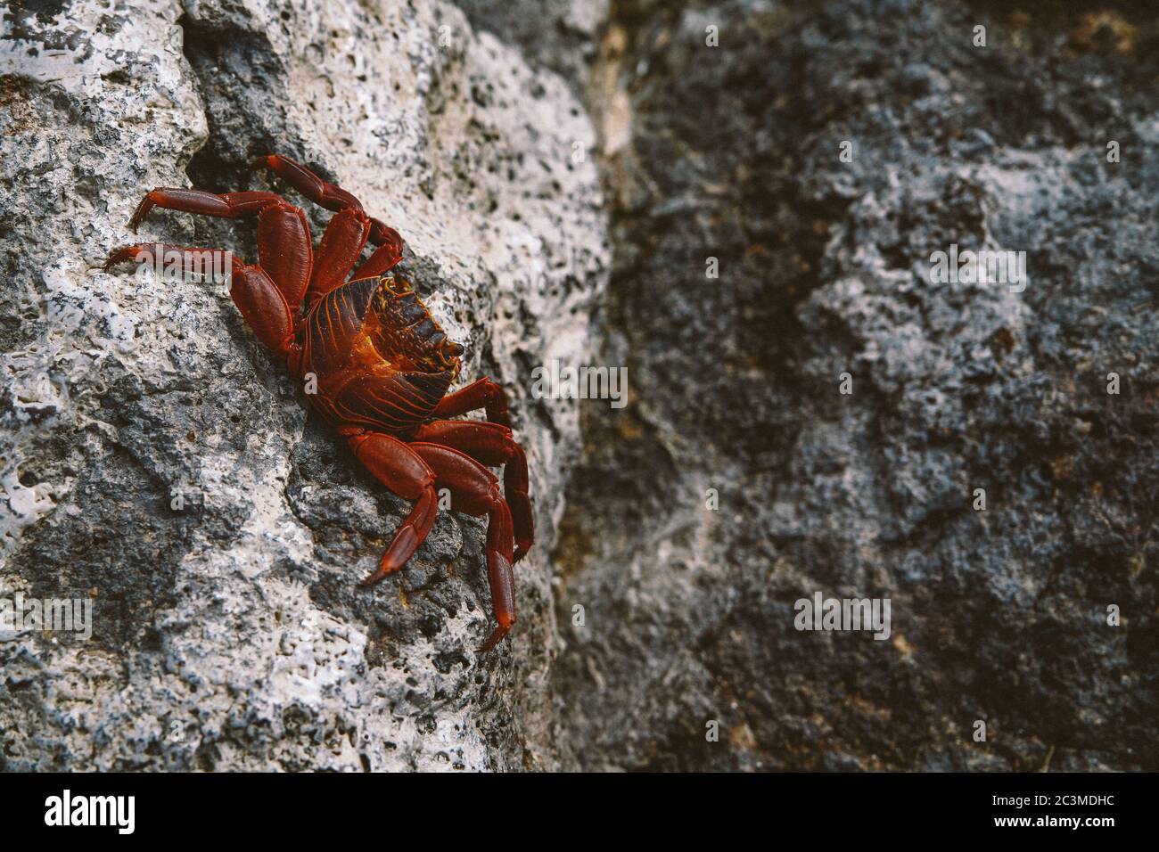 Cicada sea hi-res stock photography and images - Alamy