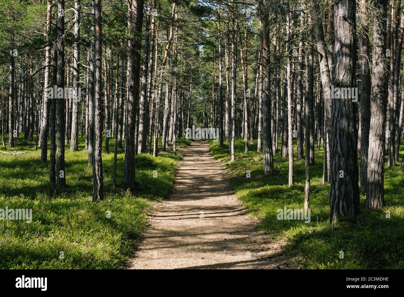 Beautiful scenery of a pathway in a forest with a lot of trees Stock ...