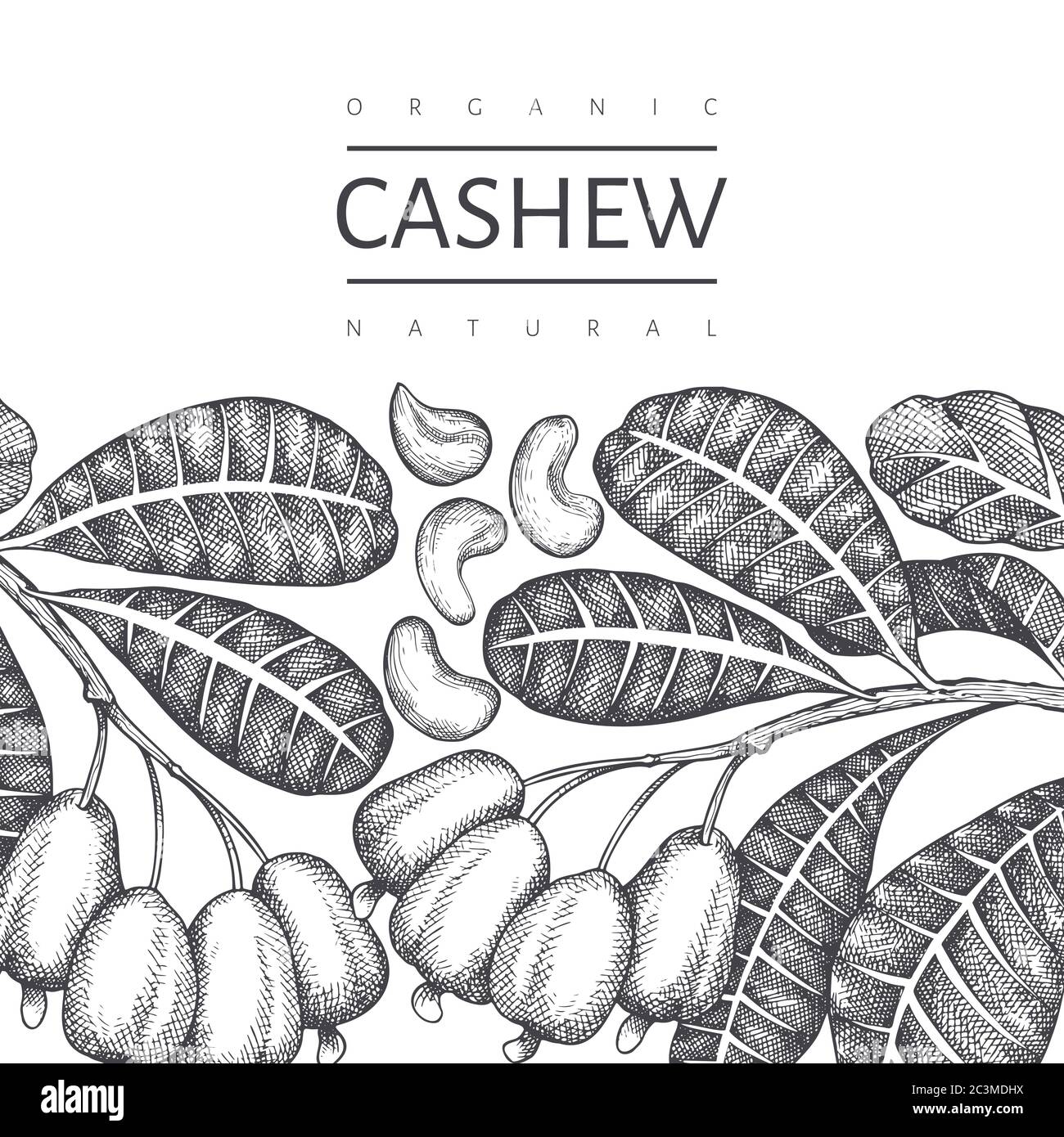 Hand drawn sketch cashew design template. Organic food vector ...