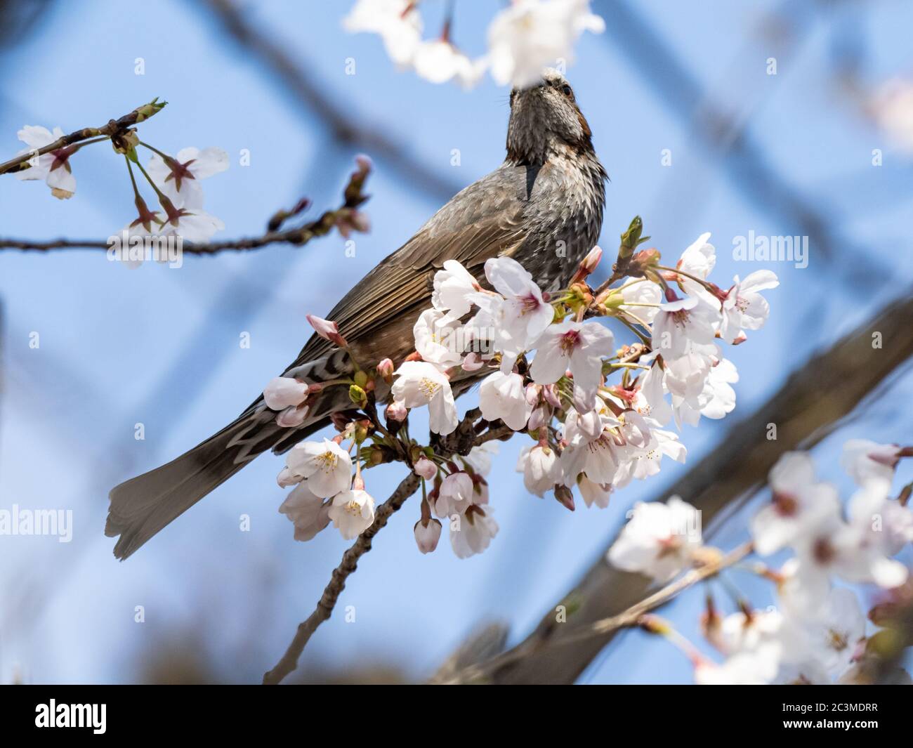 A Japanese brown-eared bulbul, Hypsipetes amaurotis, perches among ...