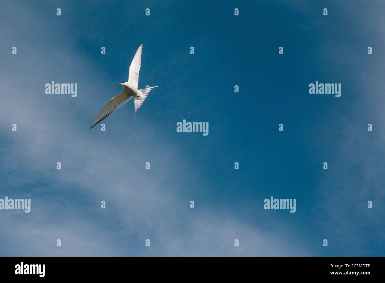 Low angle shot of a Gull under a cloudy sky Stock Photo - Alamy