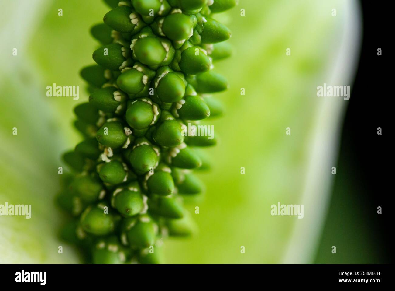 Indoor plant hi-res stock photography and images - Alamy