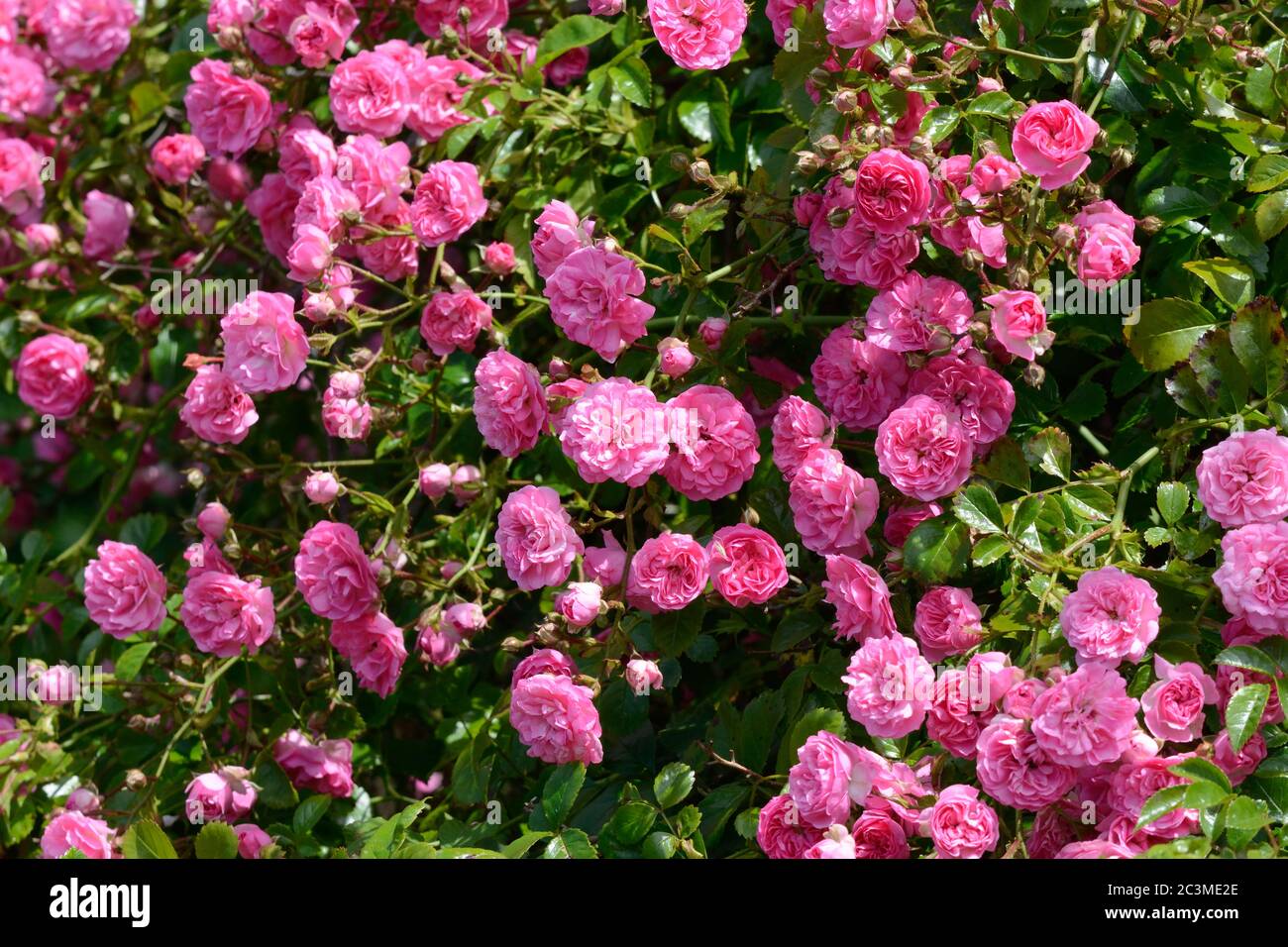 Wall of pink roses hi-res stock photography and images - Alamy