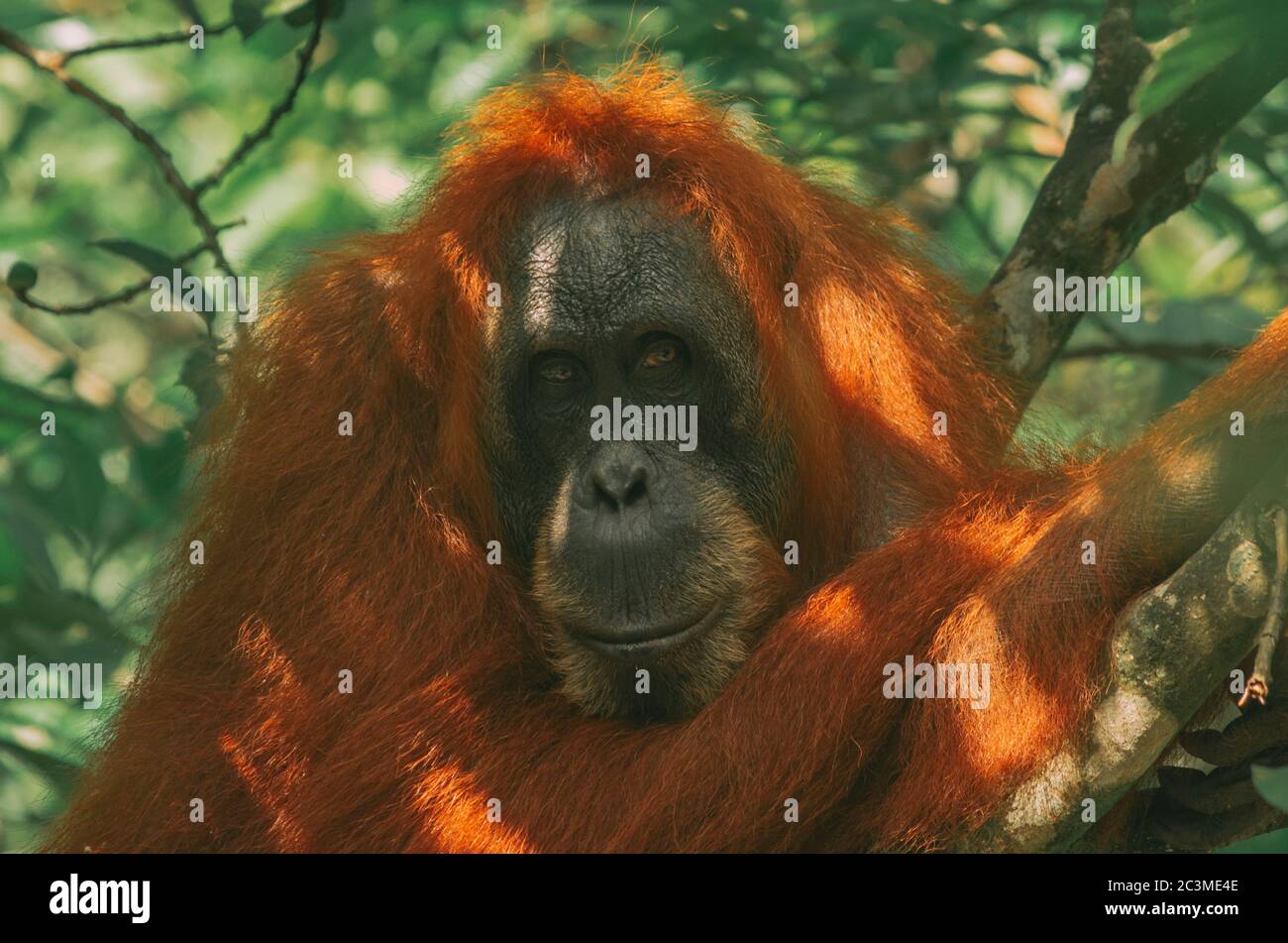 Portrait of wild orangutan in the jungle, Sumatra, Indonesia Stock ...