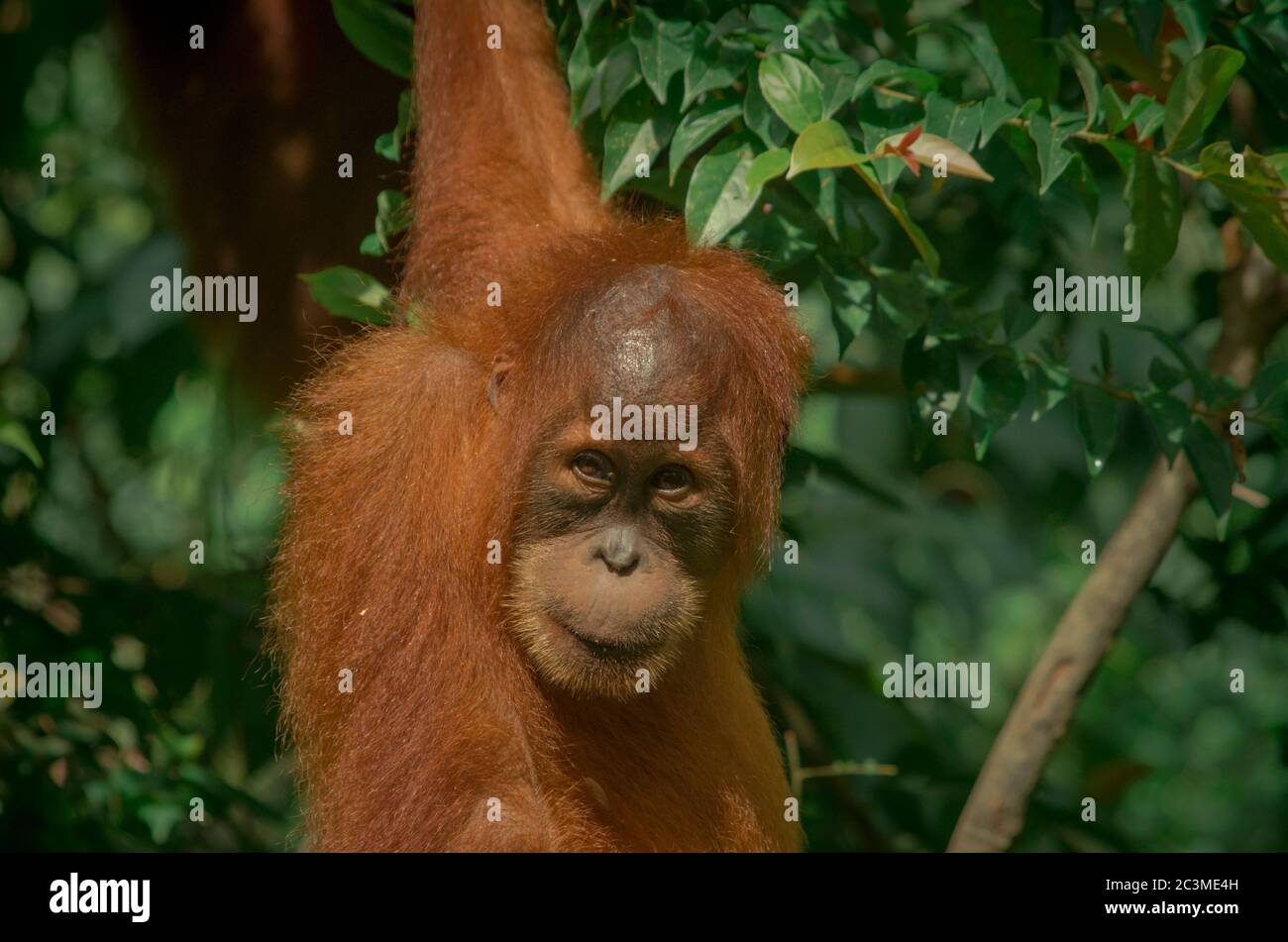 Portrait of wild orangutan in the jungle, Sumatra, Indonesia Stock ...