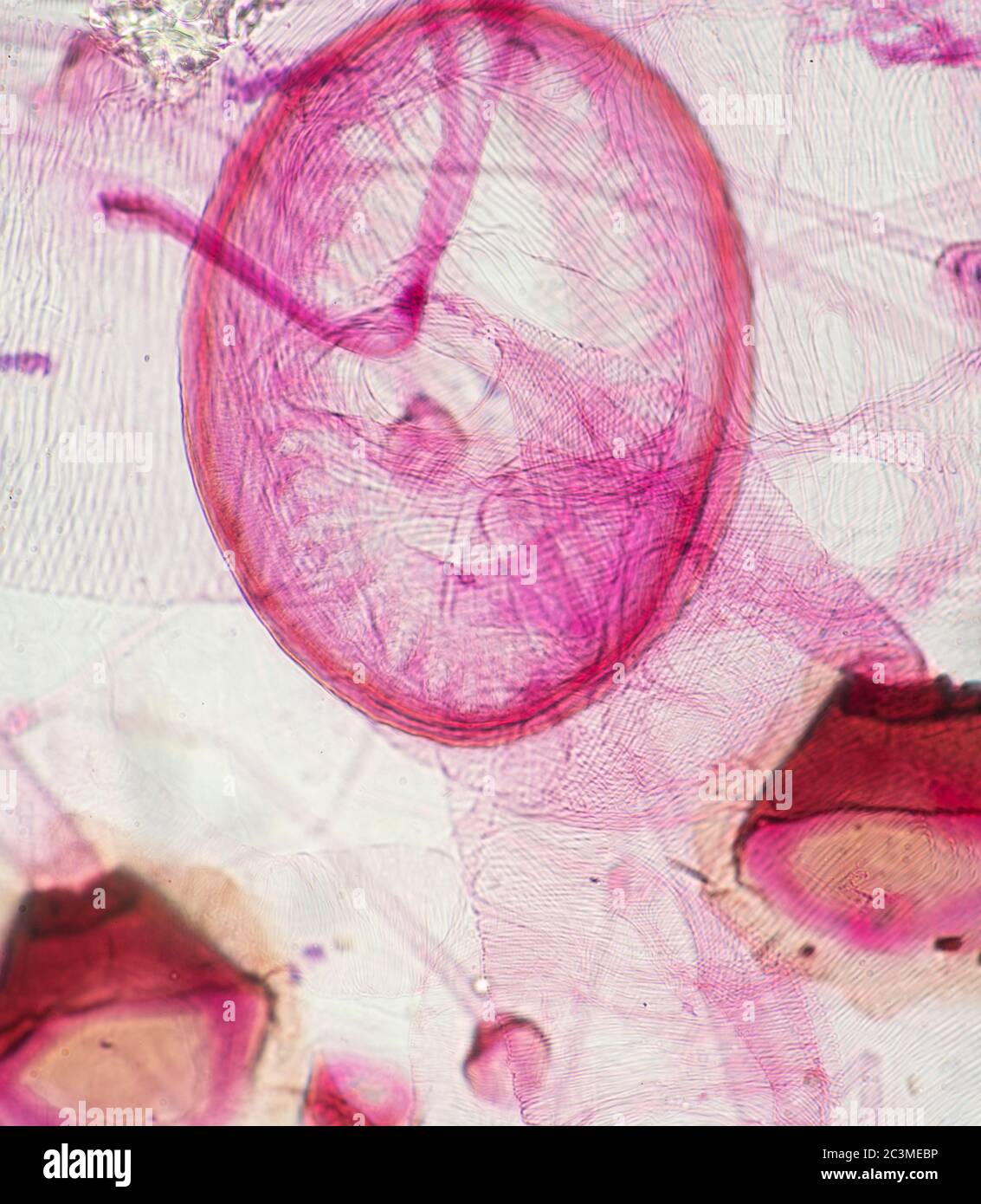 Large White butterfly, Pieris brassicae, Larva breathing Spiracles ...