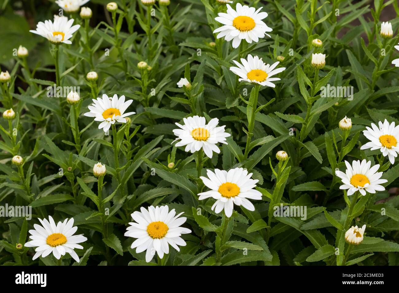 medium sized cluster of white daisy blossoms Stock Photo - Alamy