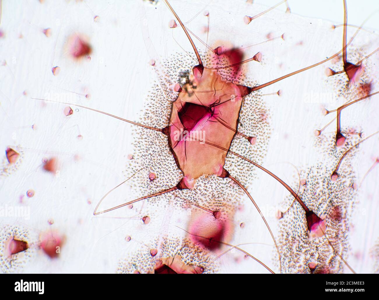 Spiracles insect hi-res stock photography and images - Alamy