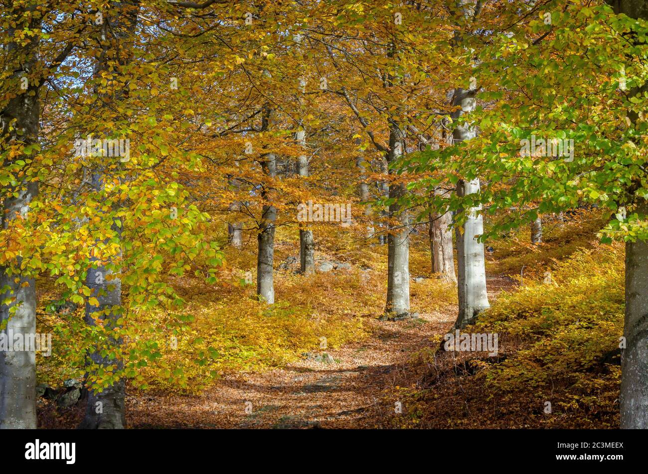 Beautiful and mesmerizing shot of a forest slowly turning gold during ...