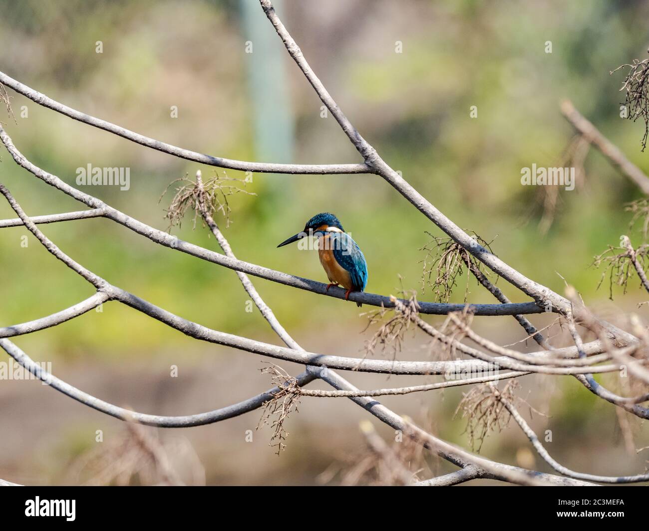 A colorful common kingfisher, Alcedo atthis bengalensis, perches in a ...
