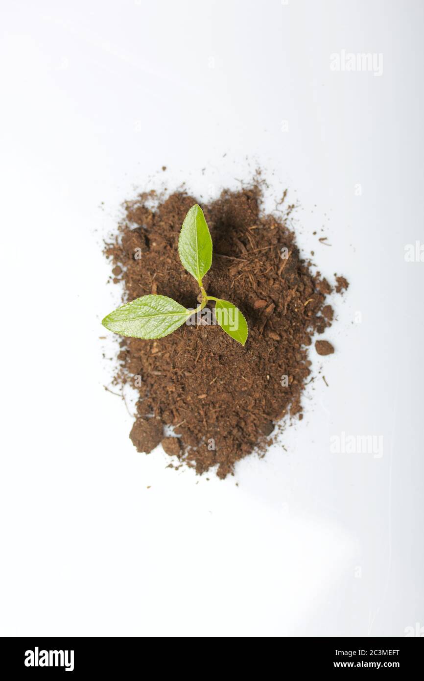A handful of earth. From it grows a sprout with green leaves. On white ...