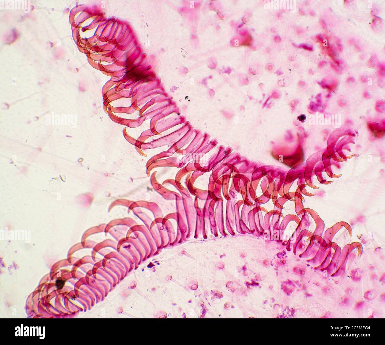 Prolegs hi-res stock photography and images - Alamy