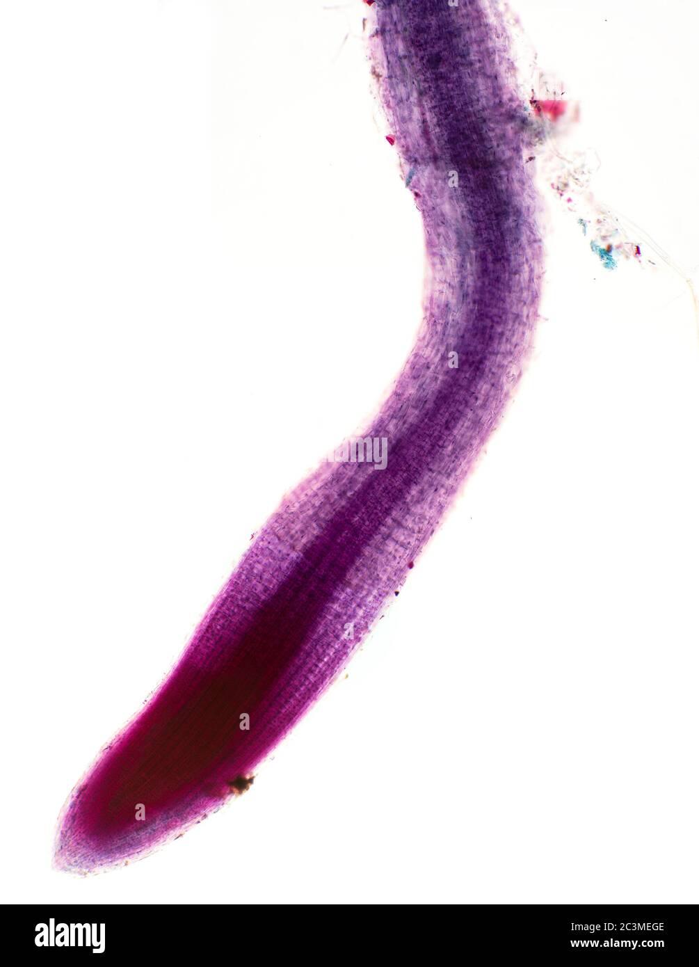 Cress seedling root, microscope view Stock Photo - Alamy