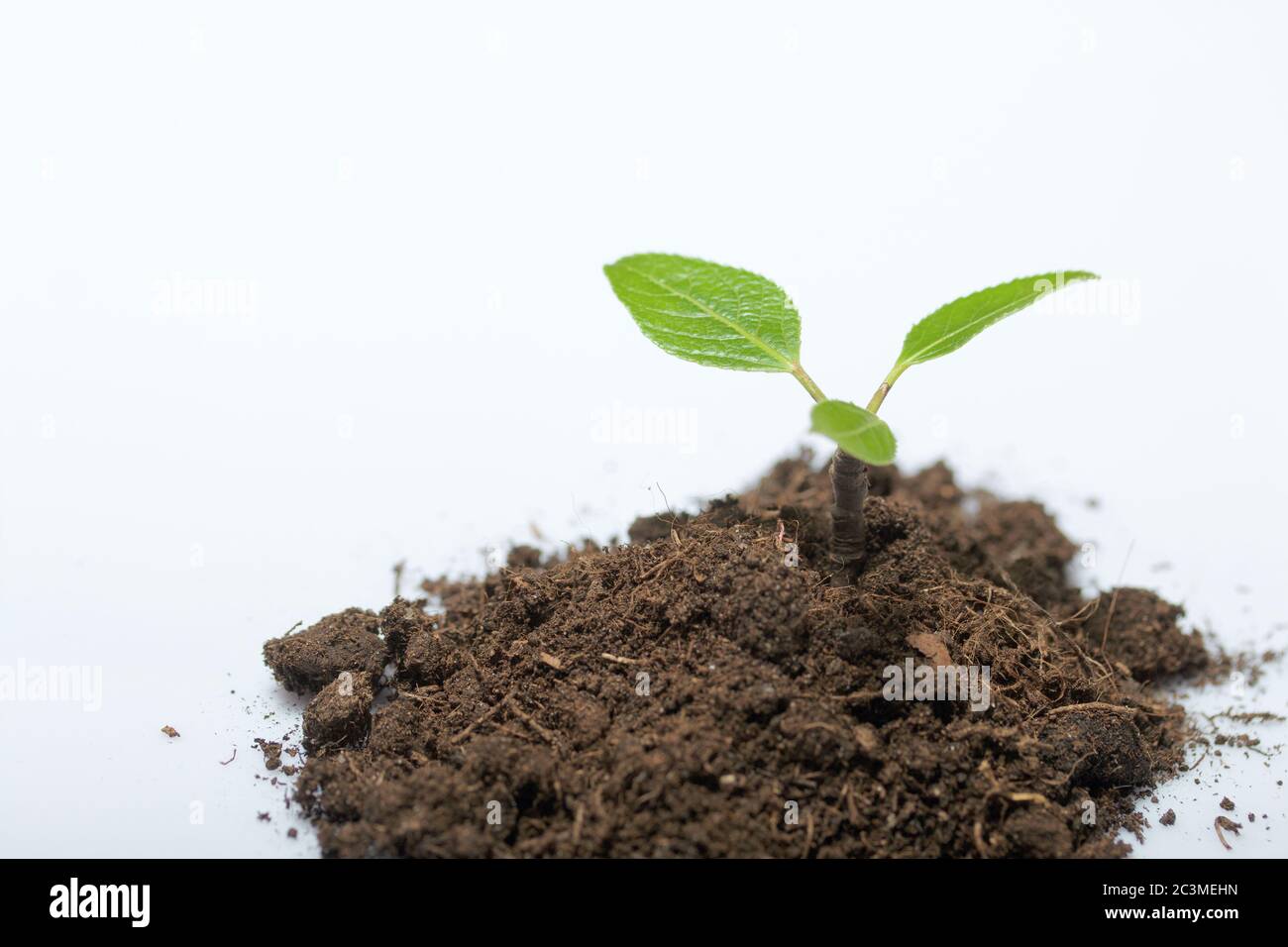 A handful of earth. From it grows a sprout with green leaves. On white ...