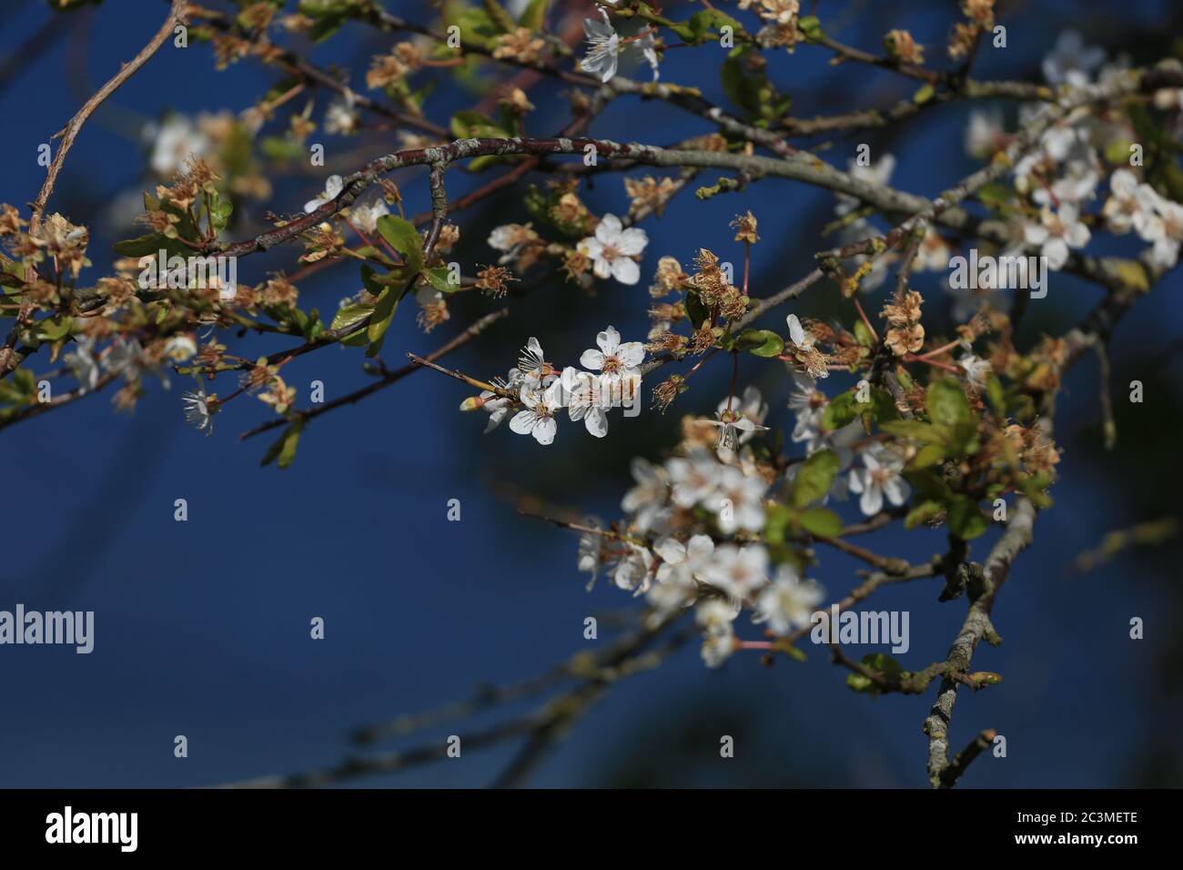 Most beautiful blossoms hi-res stock photography and images - Alamy