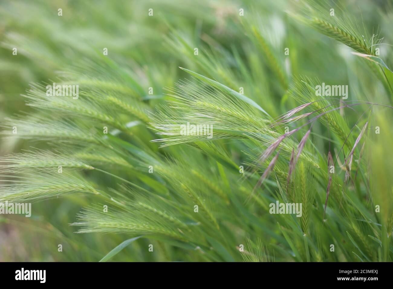 Italian grass as background Stock Photo - Alamy