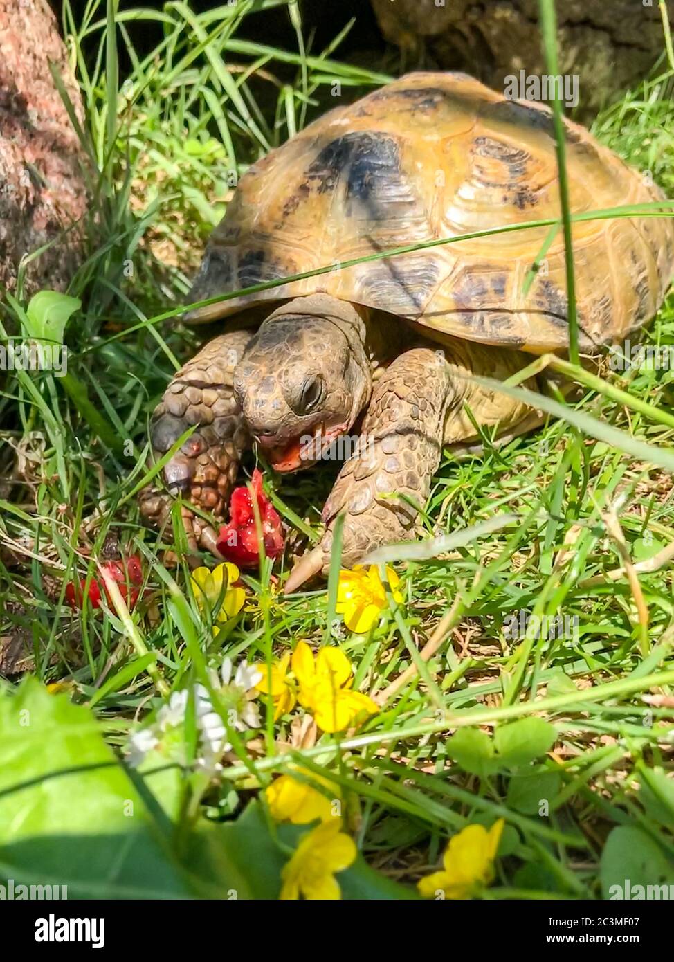 Tortoise eating in the garden Stock Photo - Alamy