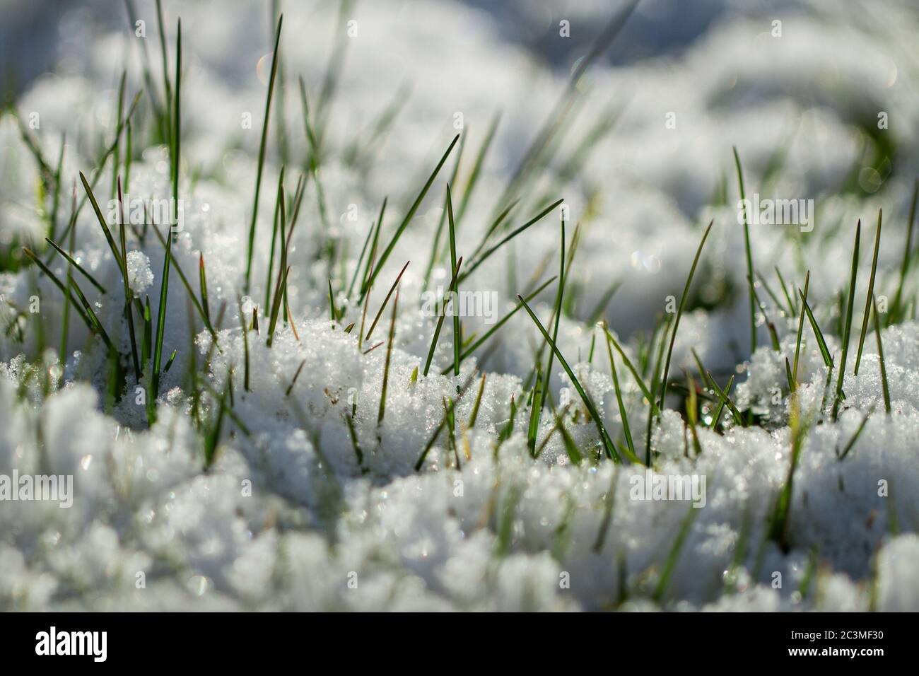 Growing green grass under snow Stock Photo - Alamy