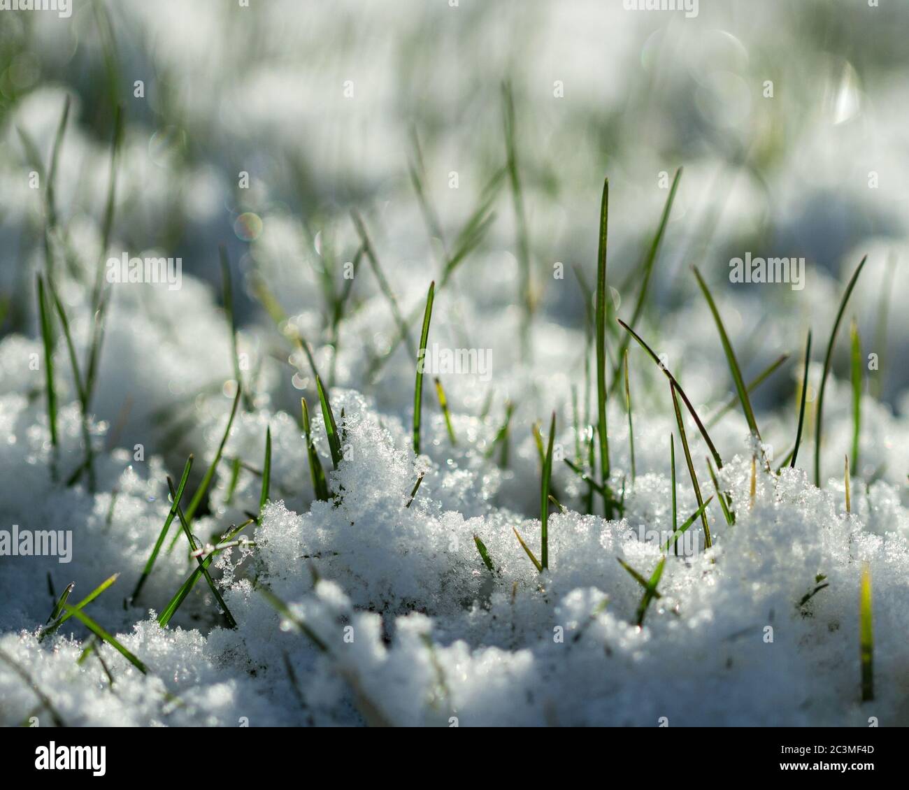 Growing green grass under snow Stock Photo - Alamy