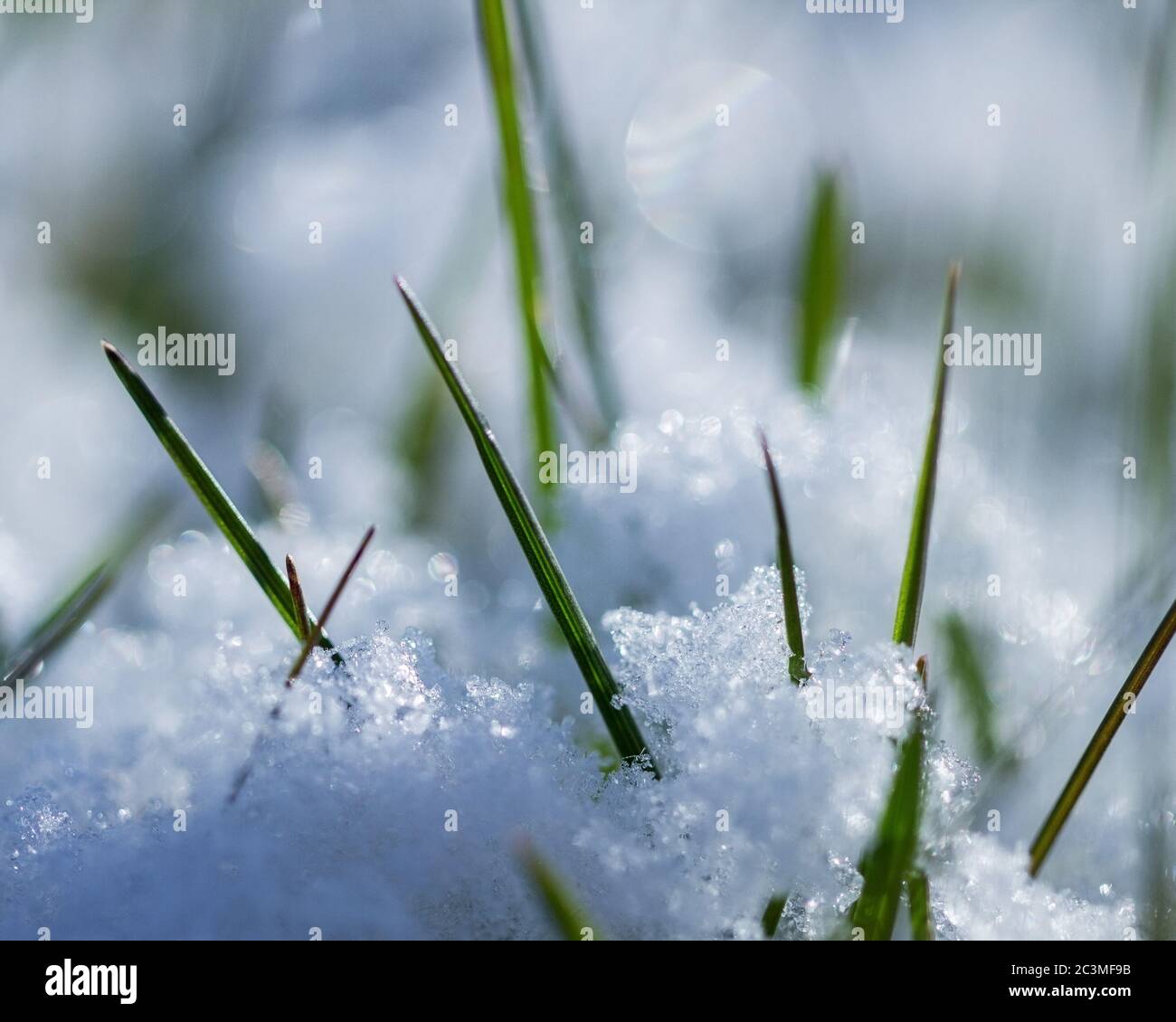 Growing green grass under snow Stock Photo - Alamy