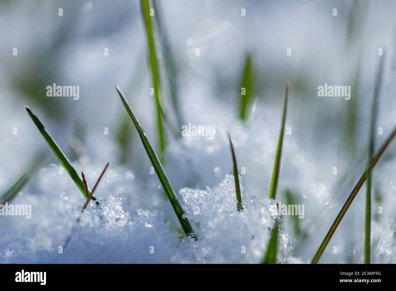 Growing green grass under snow Stock Photo - Alamy