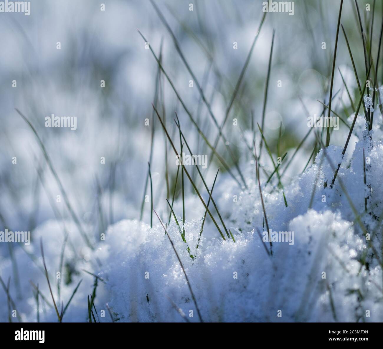 Growing green grass under snow Stock Photo - Alamy