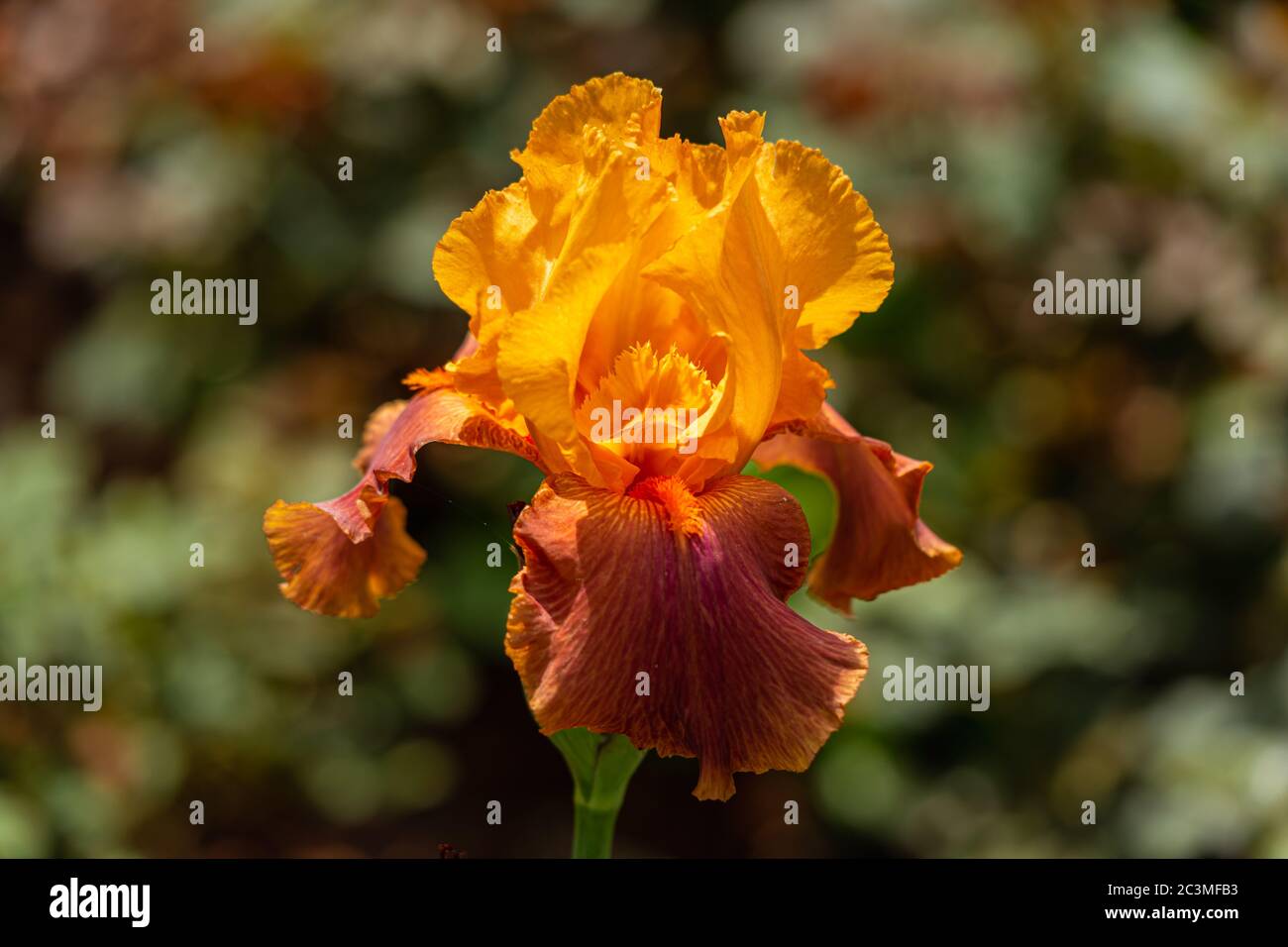 Selective focus shot of yellow iris flower Stock Photo - Alamy