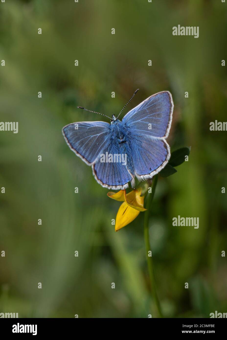 Trefoil Patterns High Resolution Stock Photography and Images - Alamy
