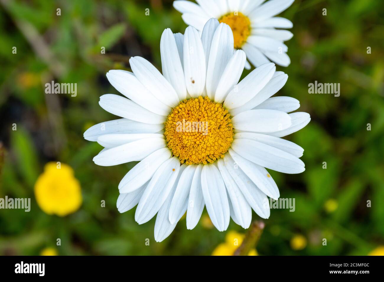A close up top down view of a common daisy in a field Stock Photo - Alamy