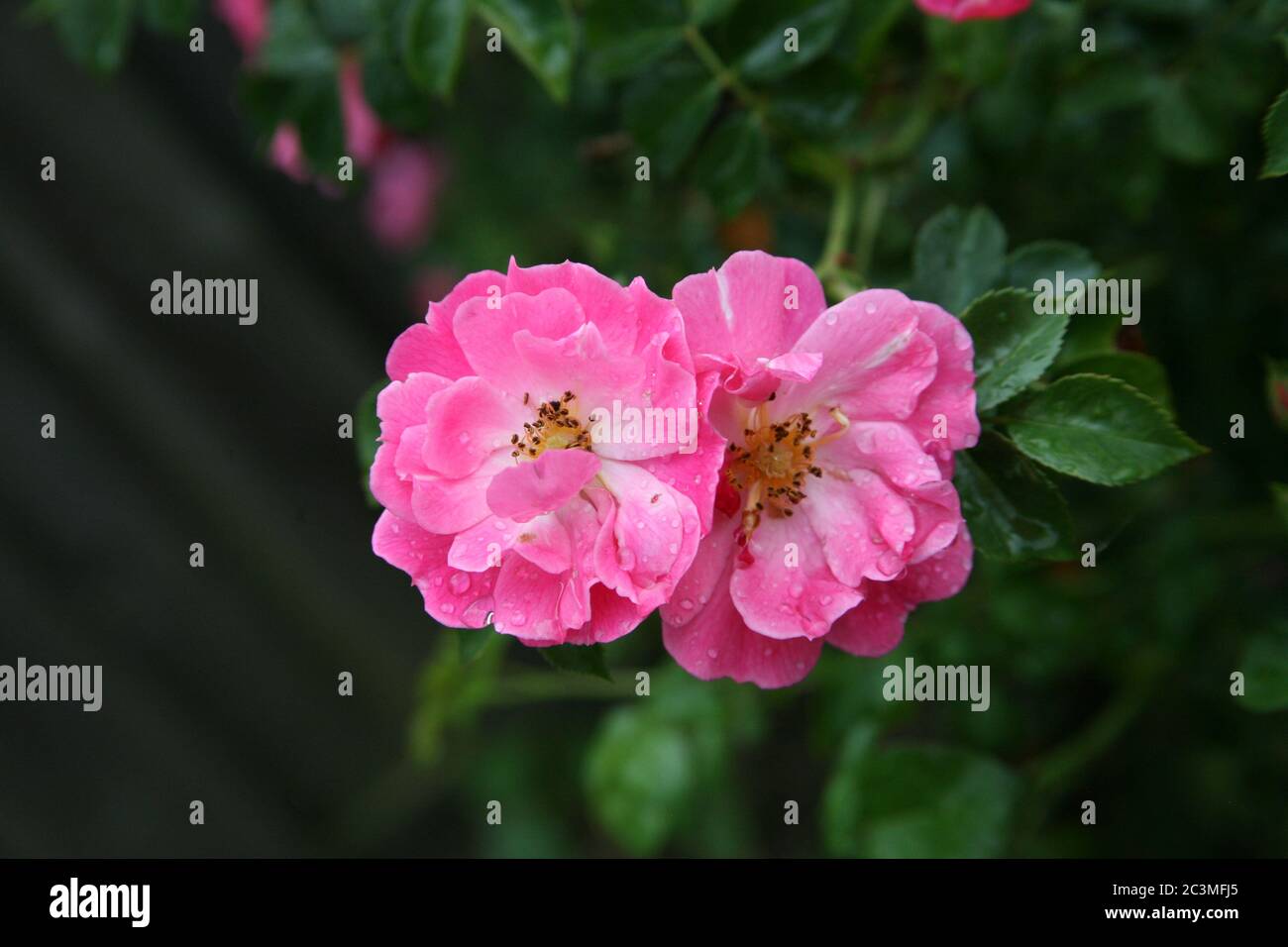 Selective focus shot of two pink gallic rose heads in the nature in ...