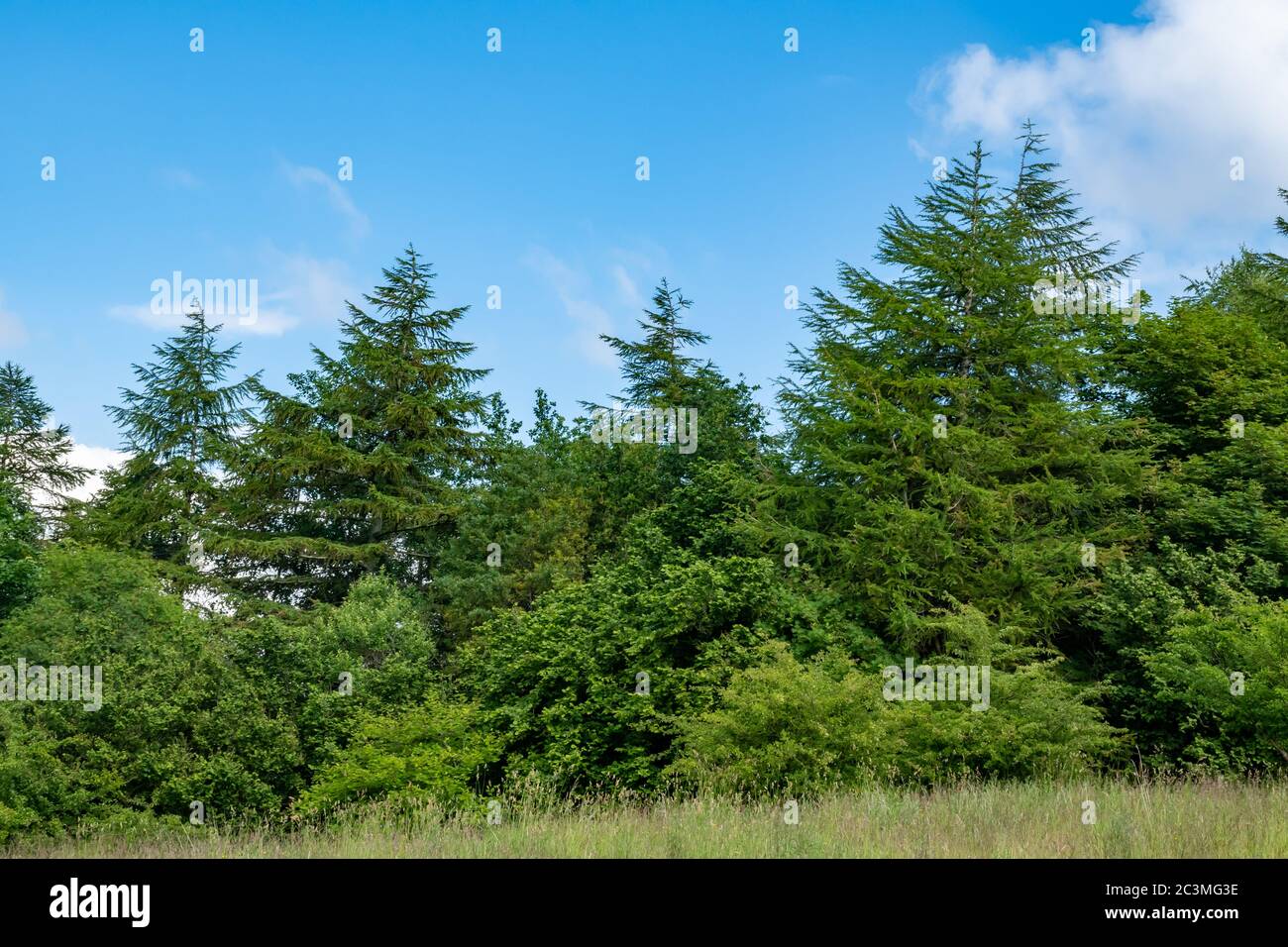 A close up of a tall trees on the tree line on a meadow hillside in ...