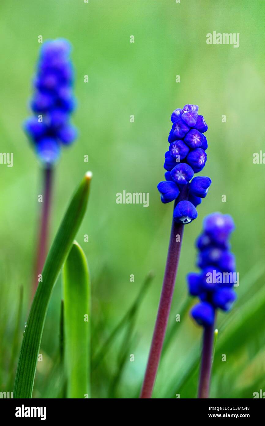 Muscari plants growing on a meadow Stock Photo - Alamy