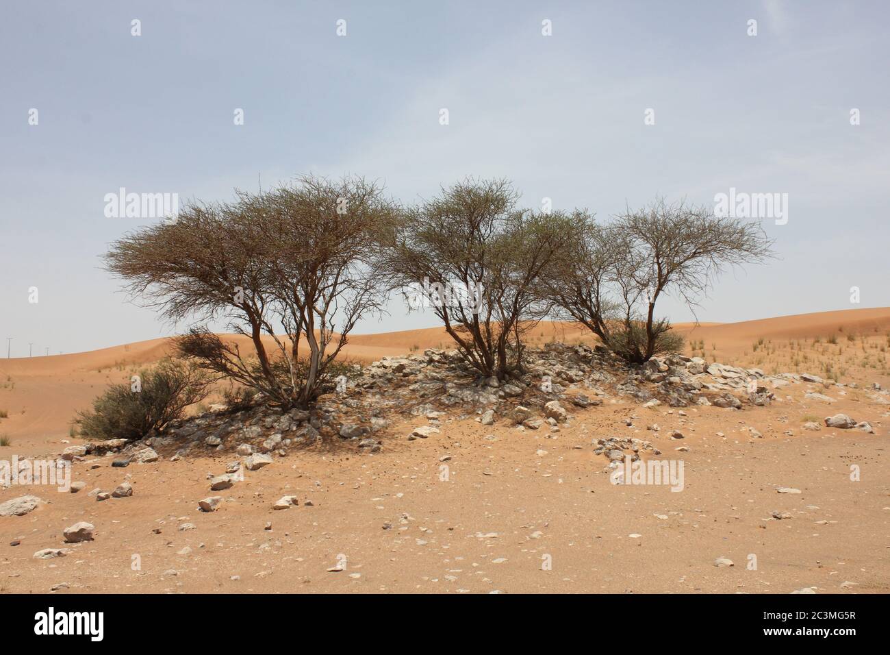 Umbrella Thorn Acacia (Acacia tortilis) grows in arid desert sand dunes ...
