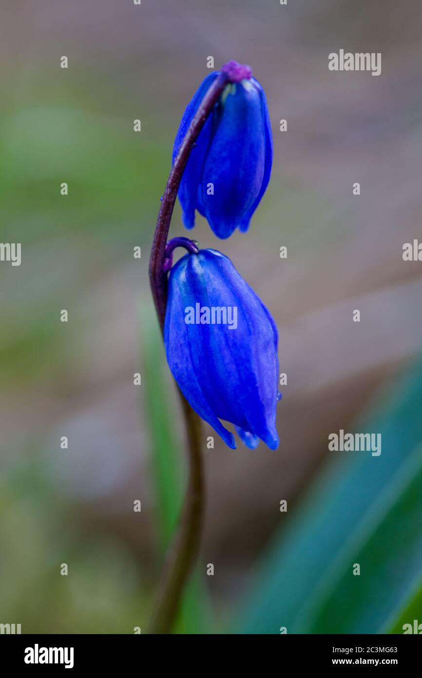 Natural growing blue snowdrop on a meadow Stock Photo - Alamy