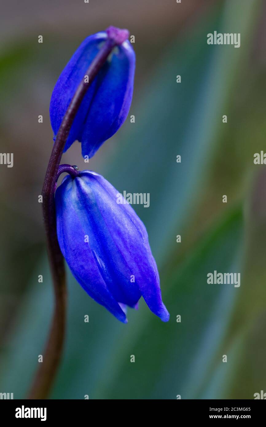 Natural growing blue snowdrop on a meadow Stock Photo - Alamy