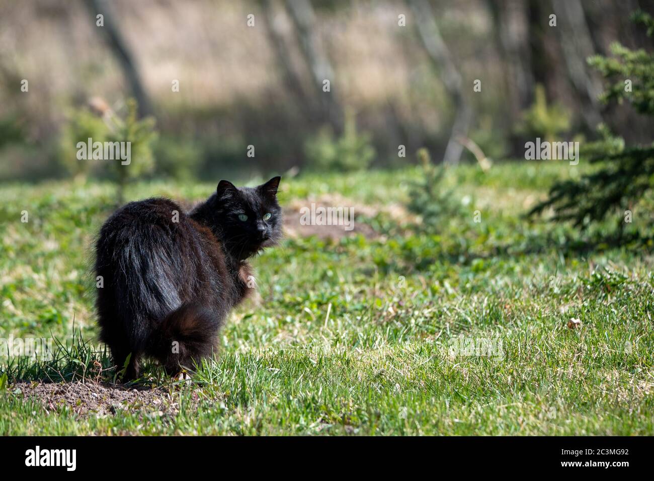 Beautiful old black cat outside Stock Photo - Alamy