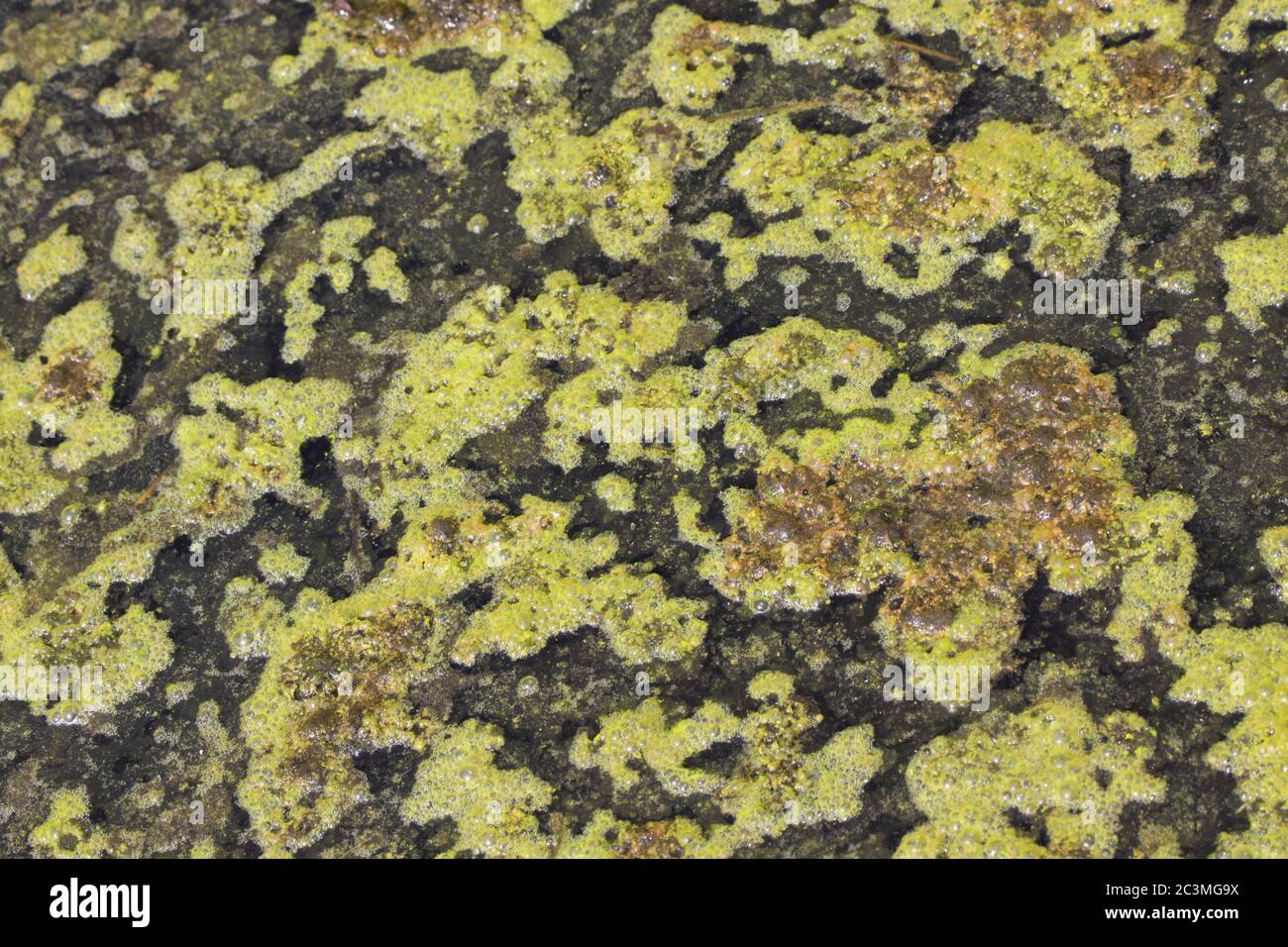 Algal bloom hi-res stock photography and images - Alamy