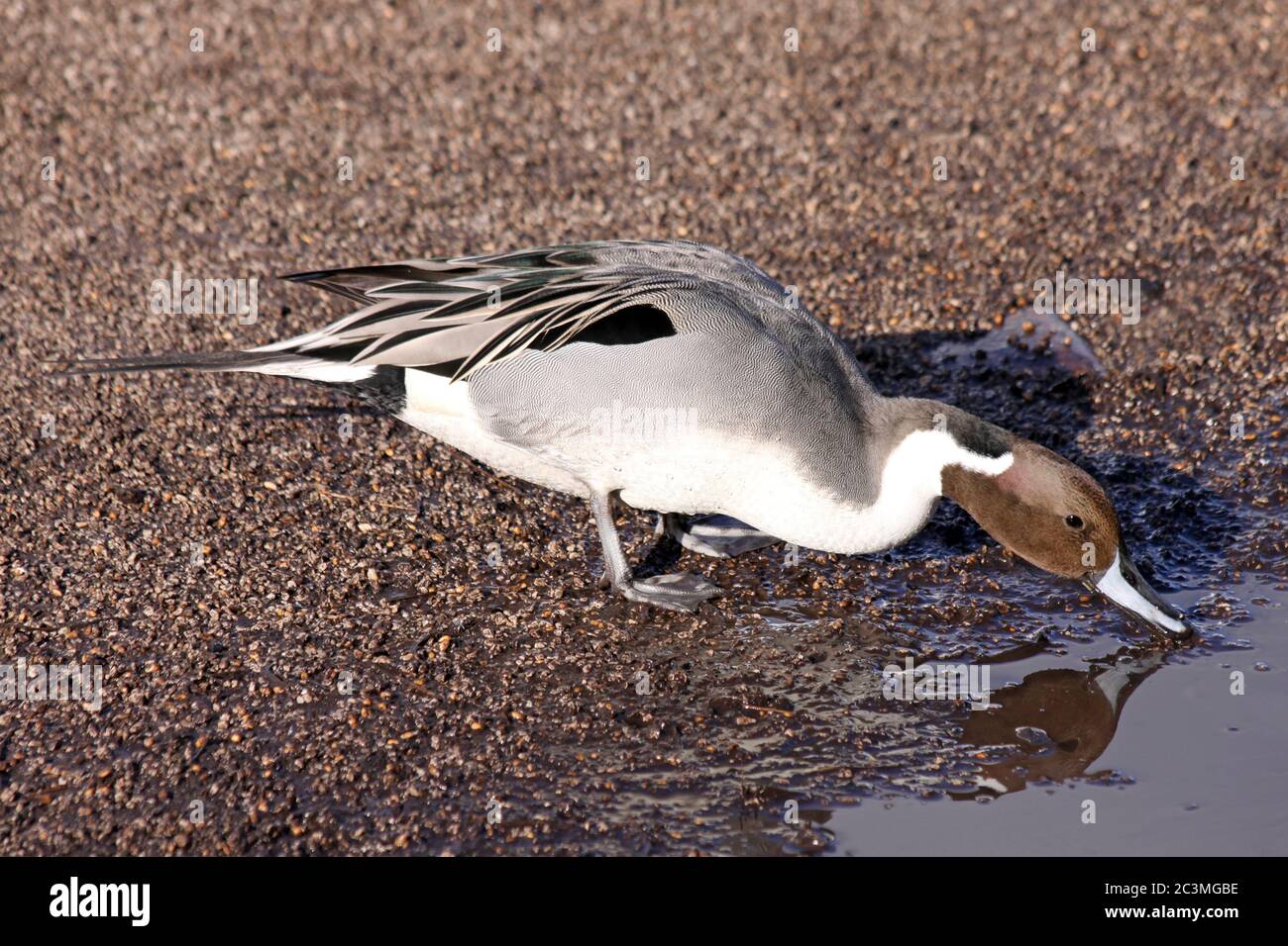 Northern pintail duck hi-res stock photography and images - Alamy