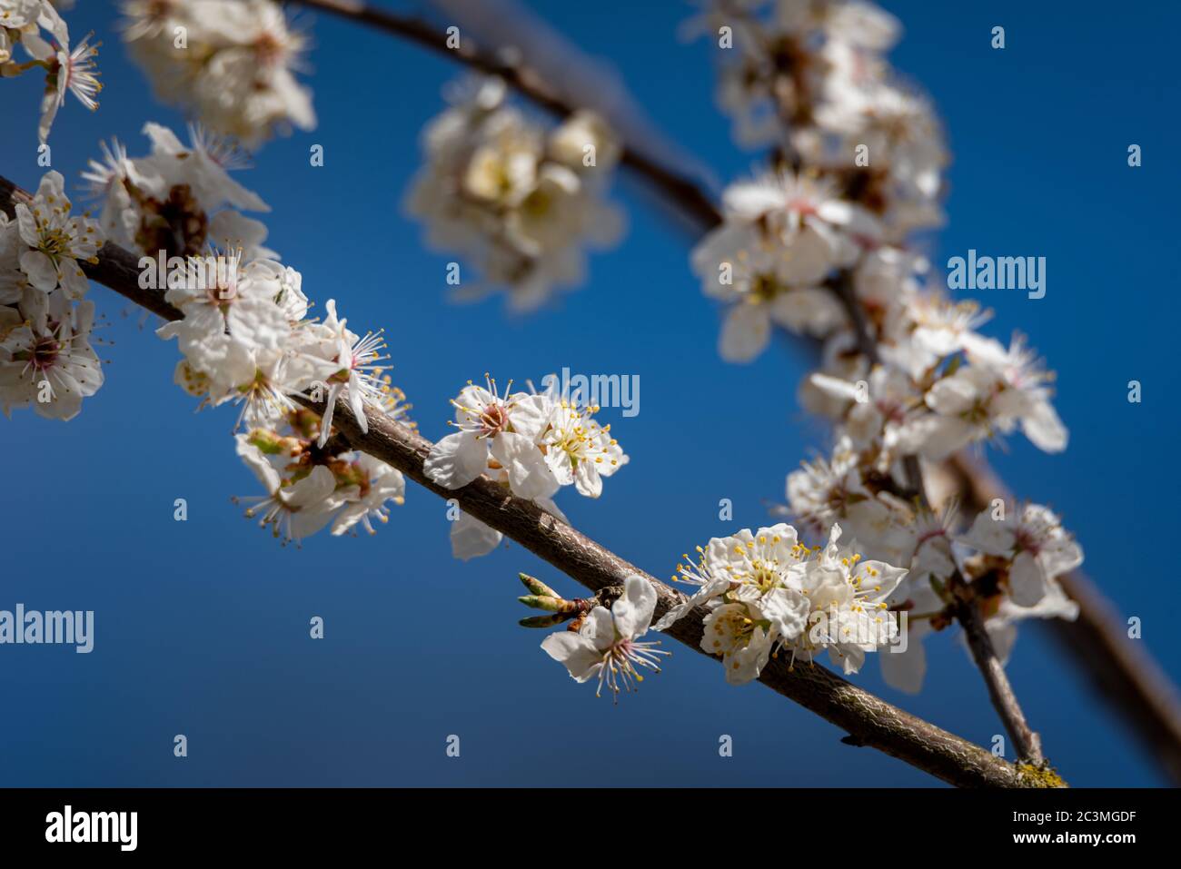 Twigs of a blossoming plum tree hi-res stock photography and images - Alamy