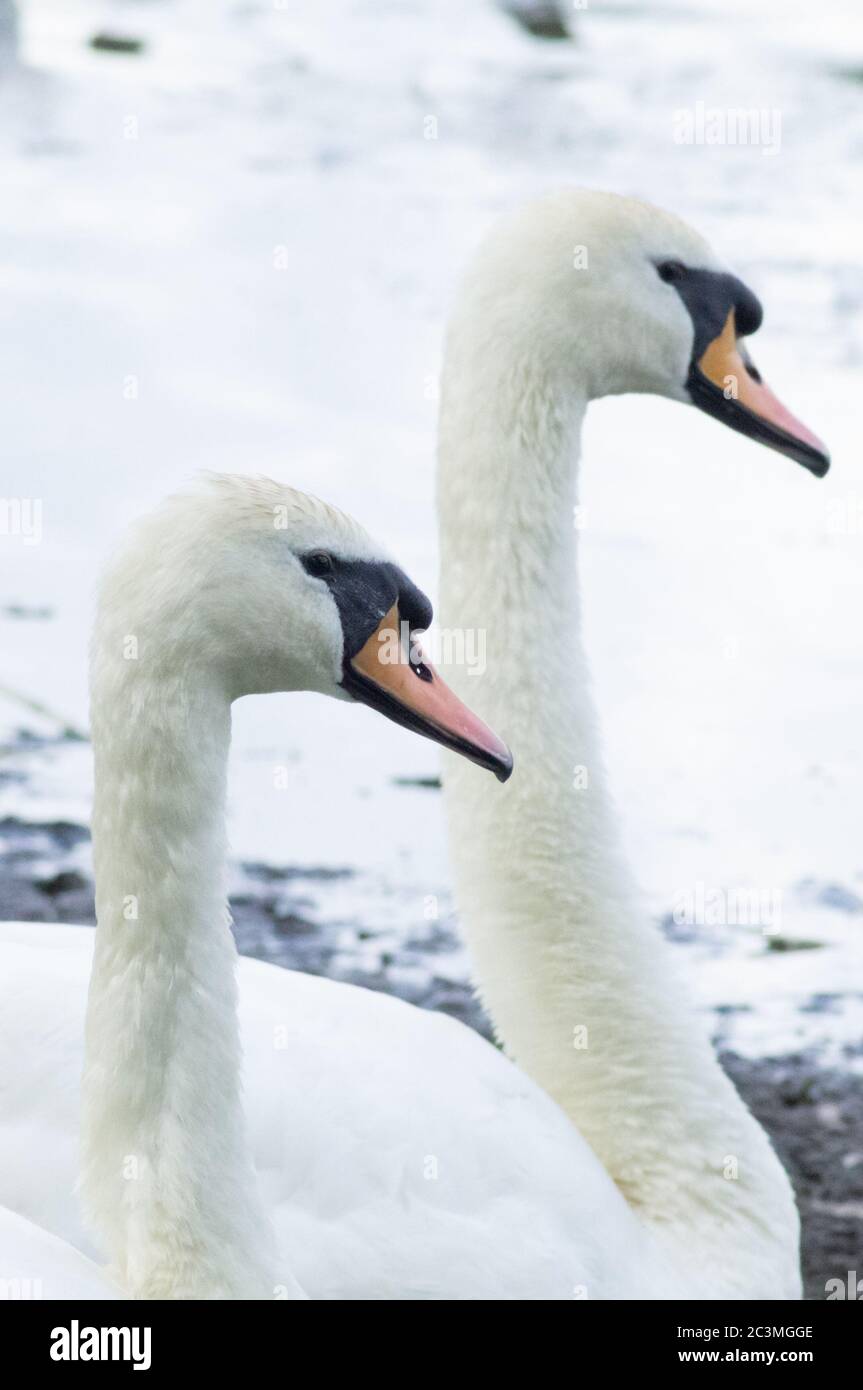 Mute swan pair resting on the shore of a lake, waters edge - Cygnus ...