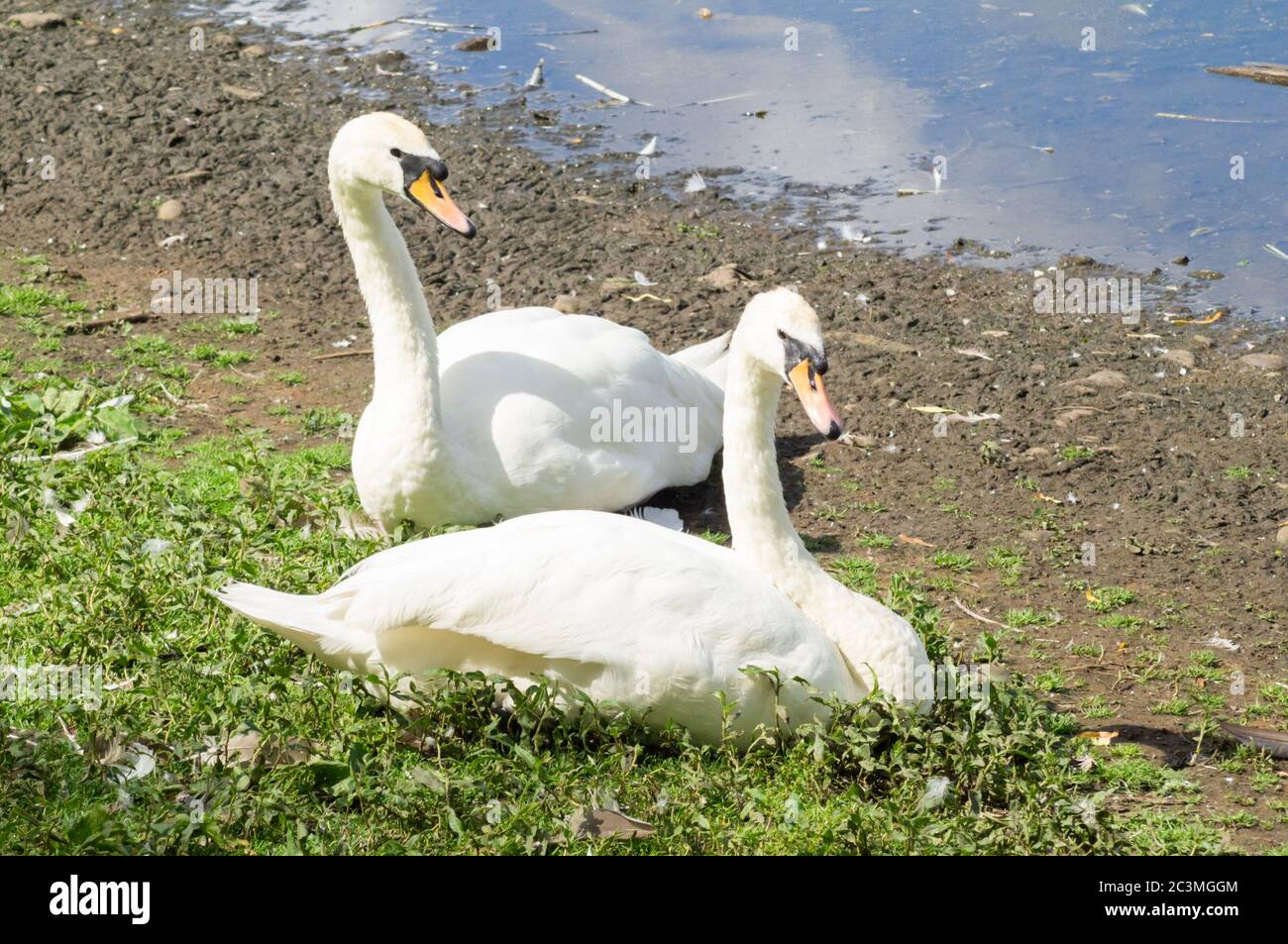 Mute swan pair resting on the shore of a lake, waters edge - Cygnus ...