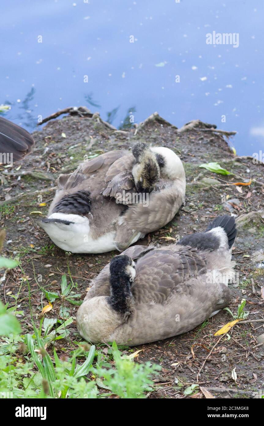Juvenile canada geese hi-res stock photography and images - Alamy