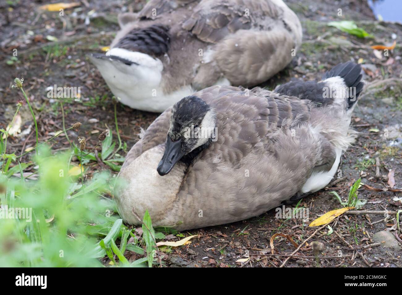 Goose markings hi-res stock photography and images - Alamy