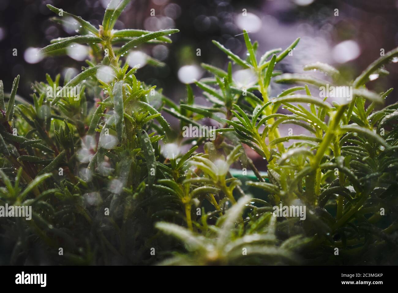 Field hornwort hi-res stock photography and images - Alamy