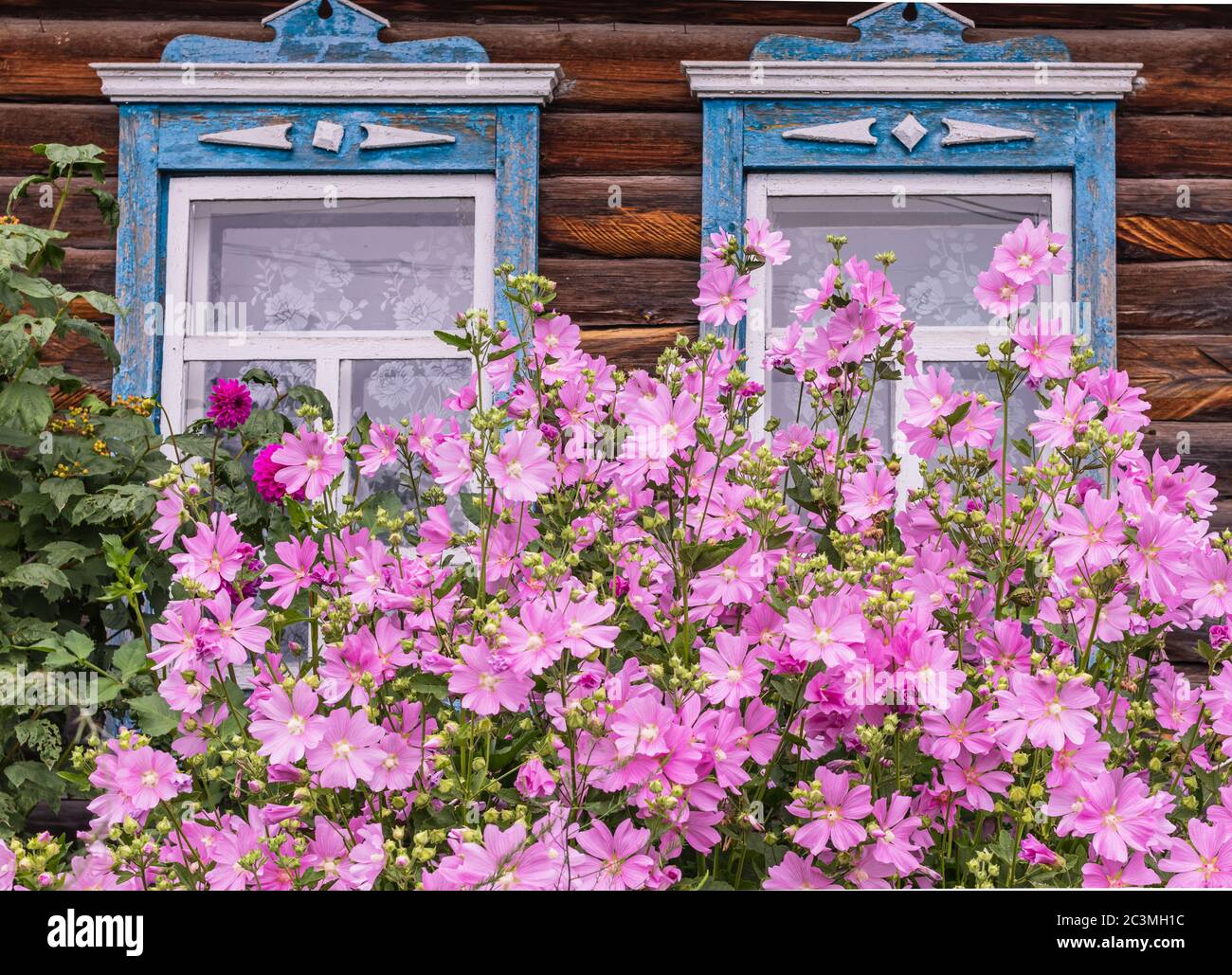Two window with old wood shabby blue platbands in the village house ...