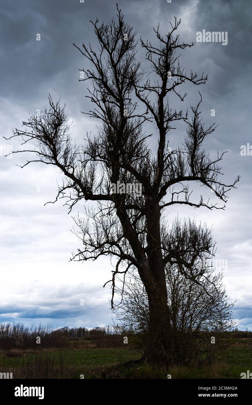 Big ash tree hi-res stock photography and images - Alamy