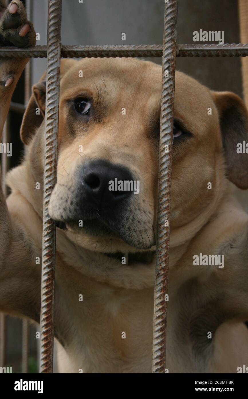a big beautiful dog in the aviary Stock Photo - Alamy