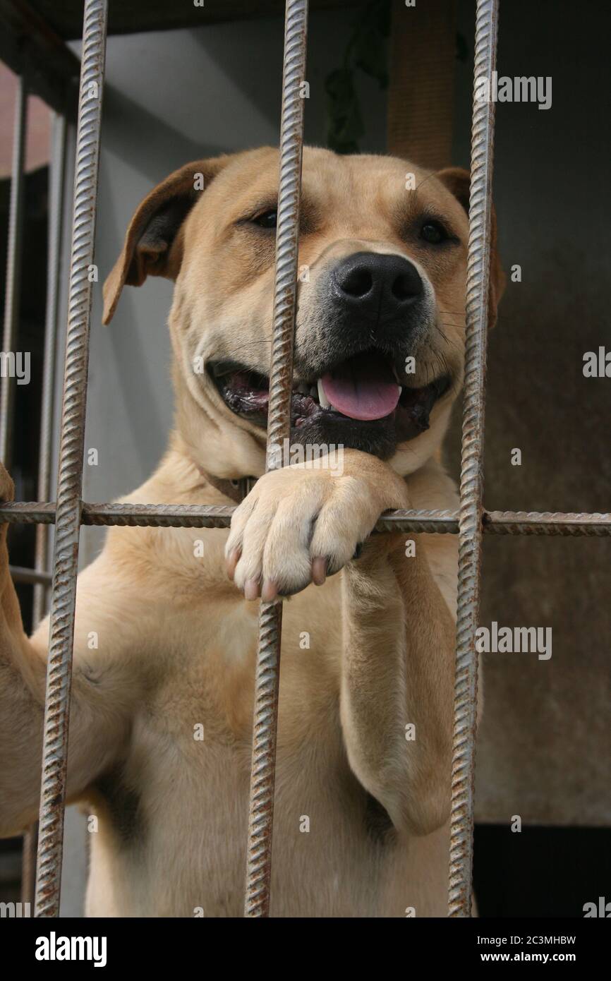 a big beautiful dog in the aviary Stock Photo - Alamy