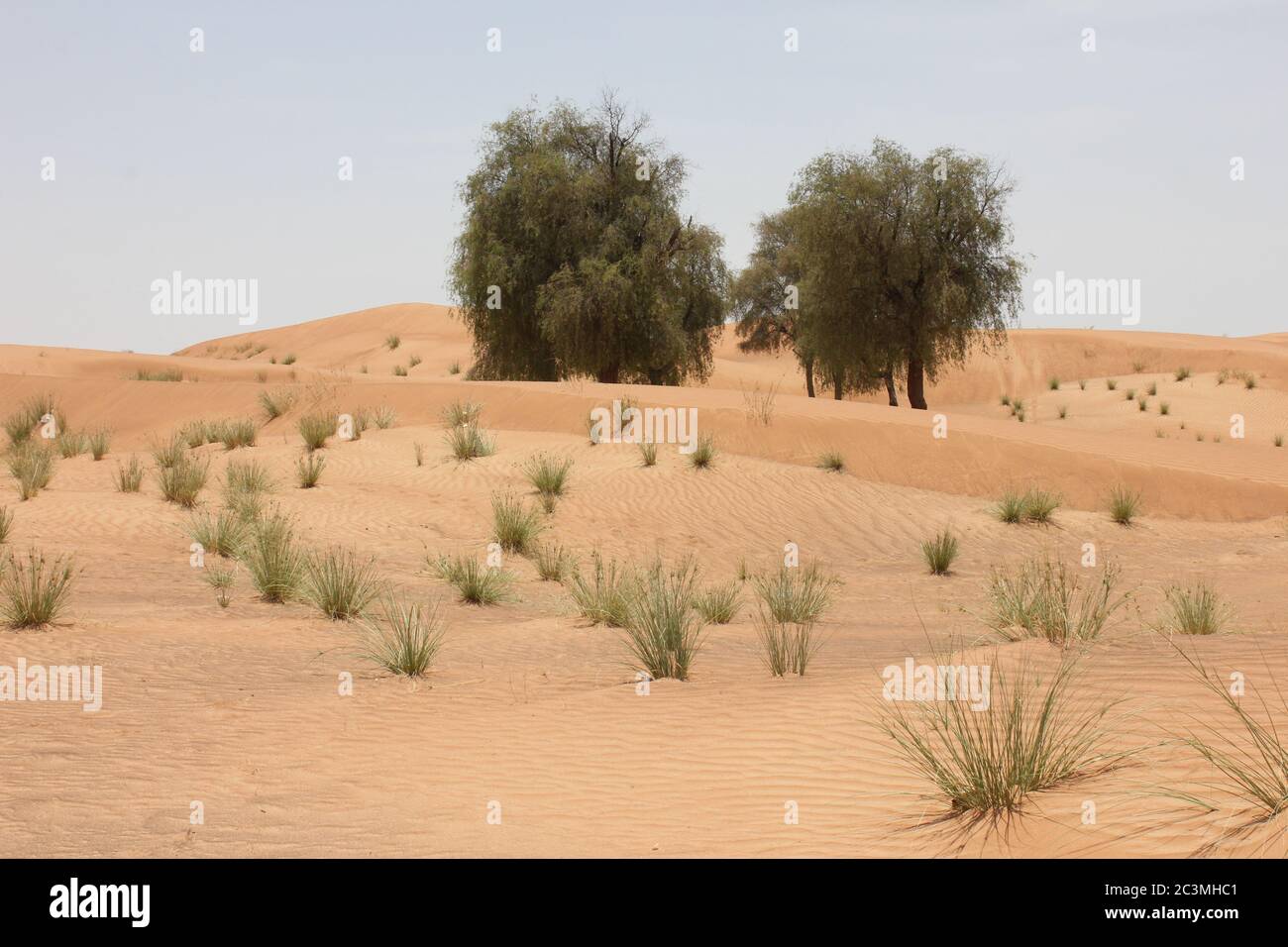 Drought resistant evergreen ghaf trees (Prosopis cineraria) in desert ...